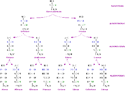 BIOQUIMICA MEDICA II: famila de las aldosas